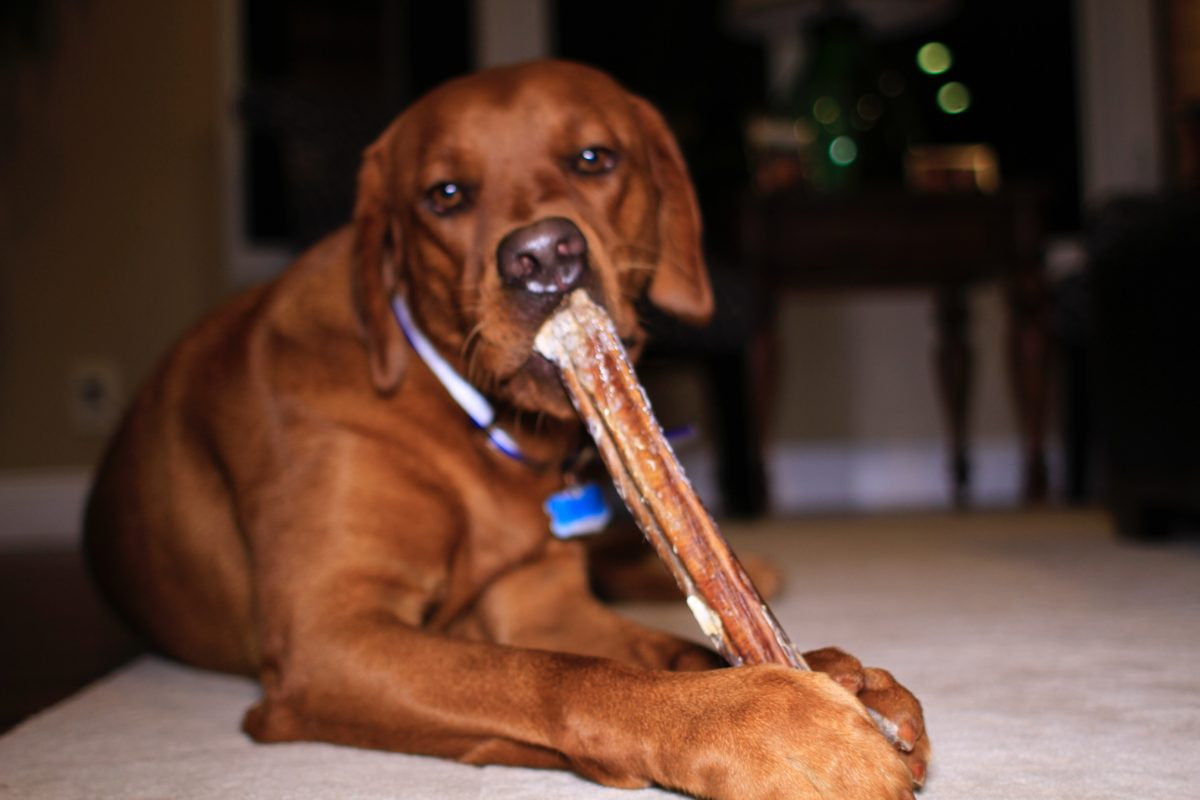 Why Are Bully Sticks a Better Choice of Dog Chew? – NatureGnaws.com