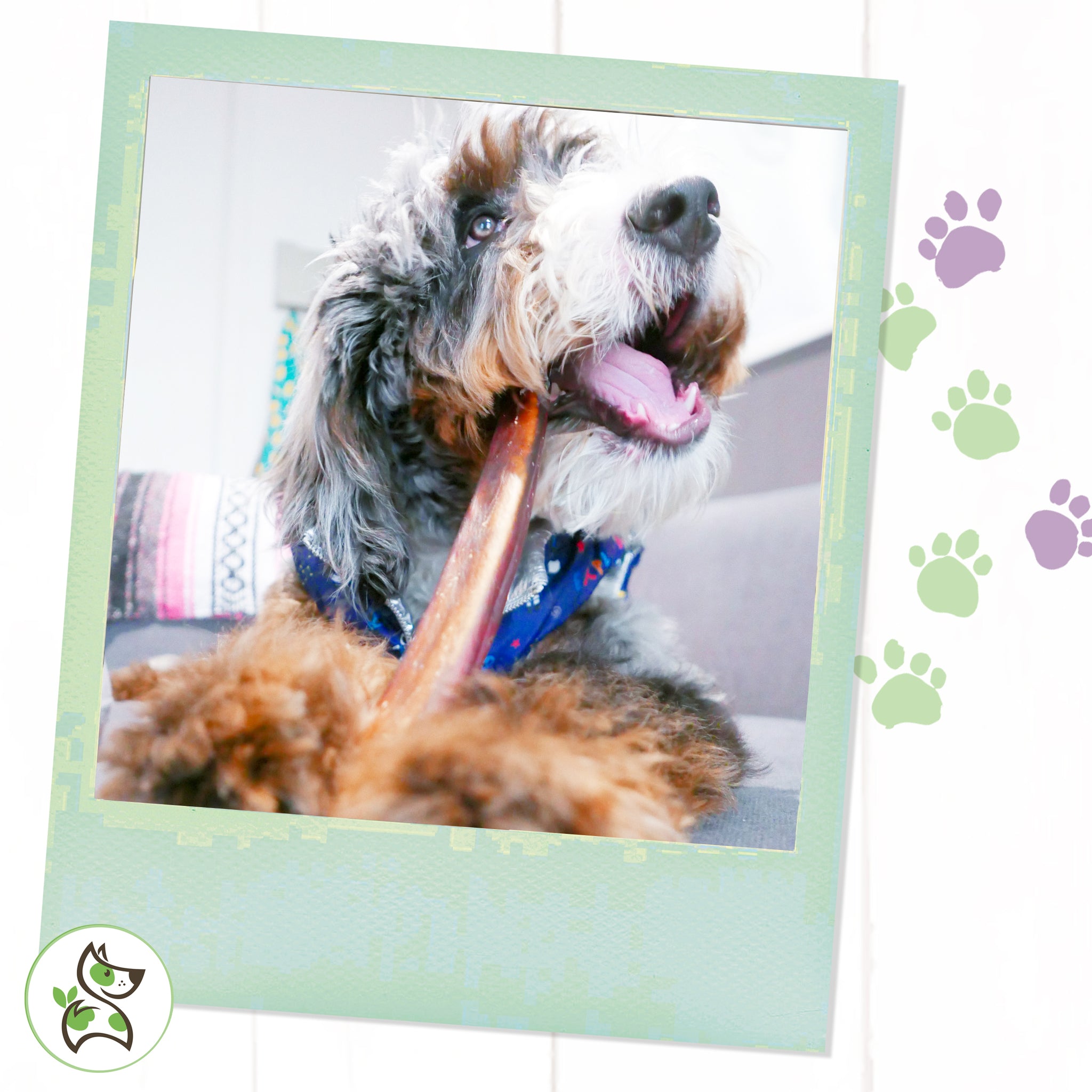 12" Jumbo Bully Stick | Natural Dog Chew Treats | Nature Gnaws | 3 ...