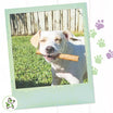 6" Jumbo Bully Sticks | Natural Dog Chew Treats | Nature Gnaws | 3 ...