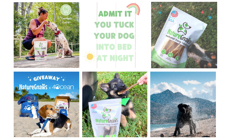 About Nature Gnaws | A 100% Natural Dog Chew Company – NatureGnaws.com